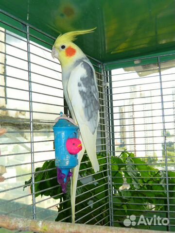 Пару корелл обменяем на кенара