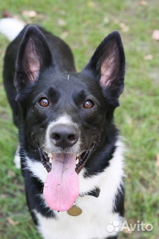 Молодой и красивый, пёс - компаньон в добрые руки