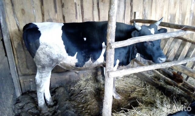 Мясо. Быки. Телки. Халяль