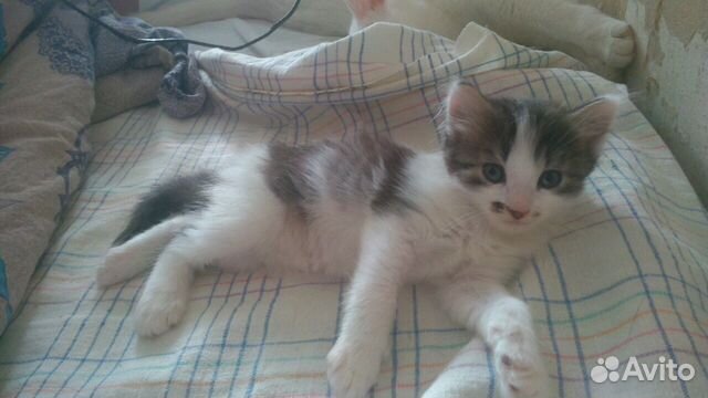 Котомальчик