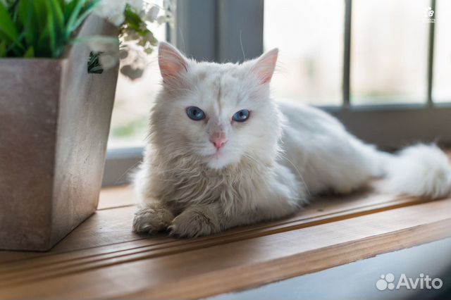 Ищет дом снежок