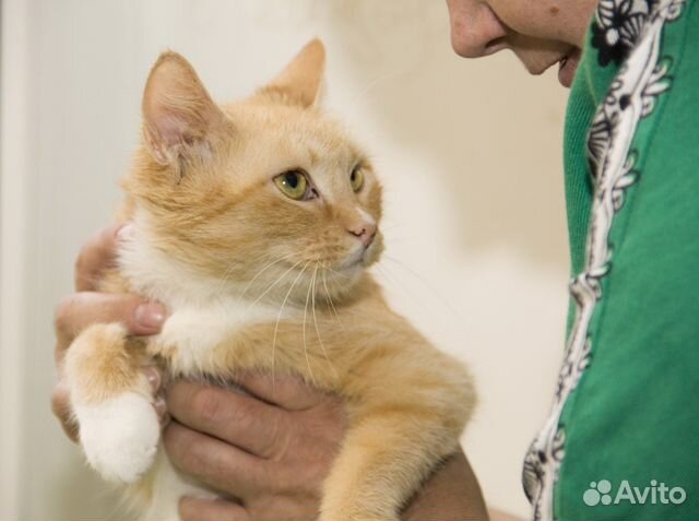 Кошечка Лиса