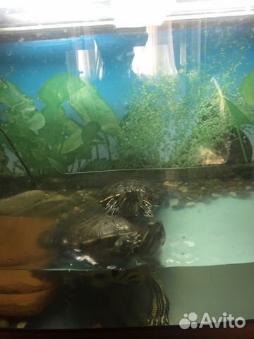 Красноухие черепахи 2 шт