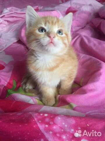 Рыжий полосатый котёнок мальчик - 2 мес в дар