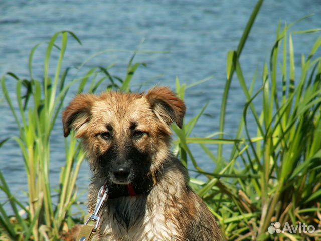 Ищет дом щенок Нэсси