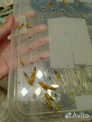 Целая колония улиток субулины октона с контейнером