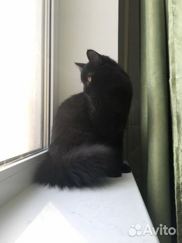 Сибирская кошечка. Вязка