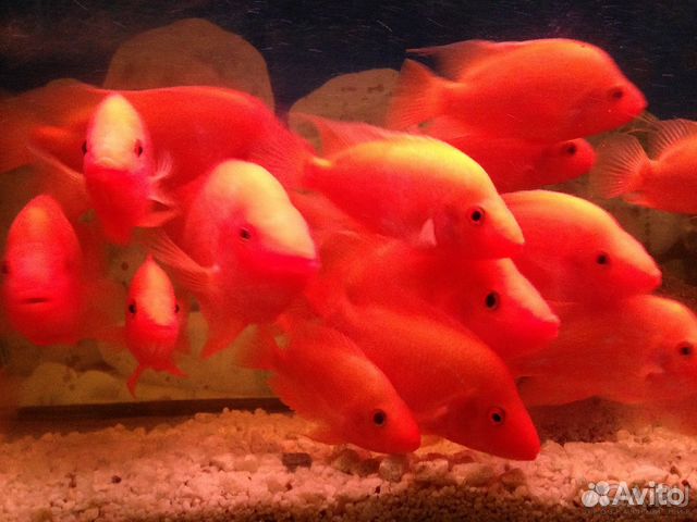 Лобиатум губастая цыхлозома подростки