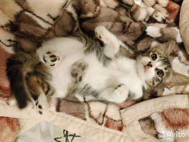 Очень нежная мурчащая малышка ищет хозяев