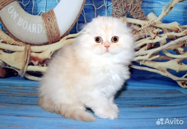 Серебристый вислоухий котенок