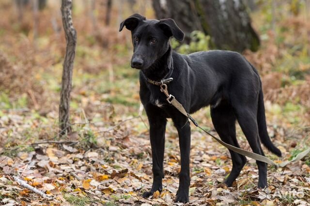 Майло - красавец в добрые руки