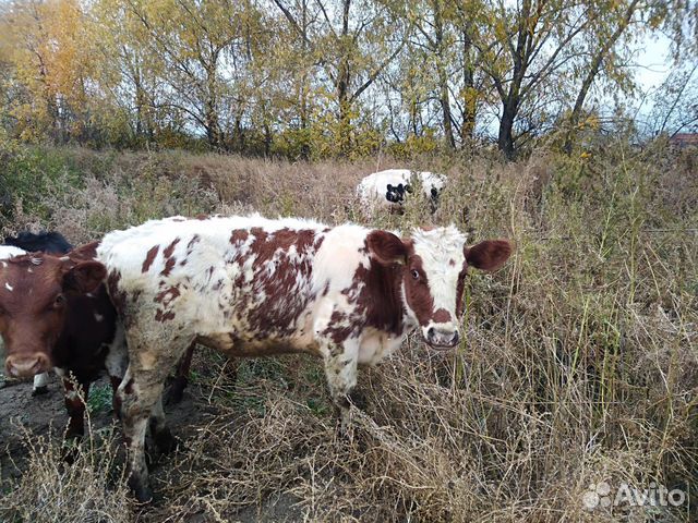 Продам телку