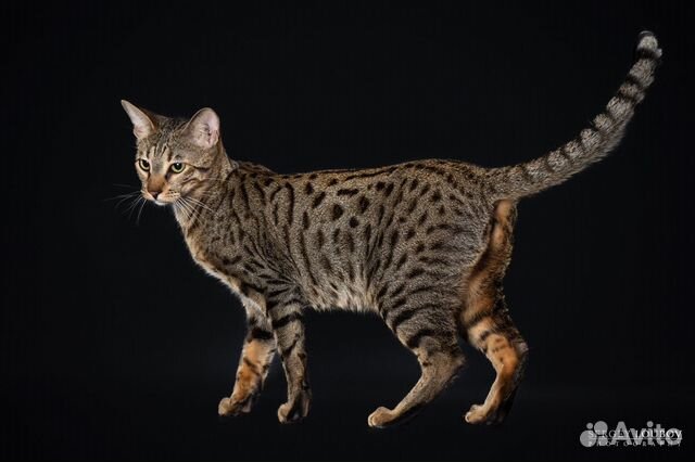 Котёнок саванна