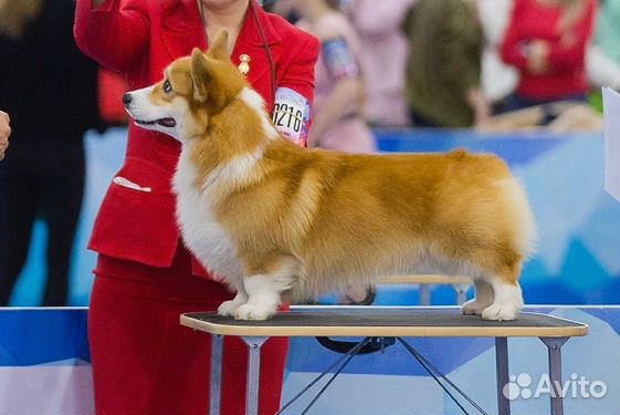 Вязка вельш корги пемброк развязан