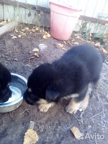 Щенки помесь немки