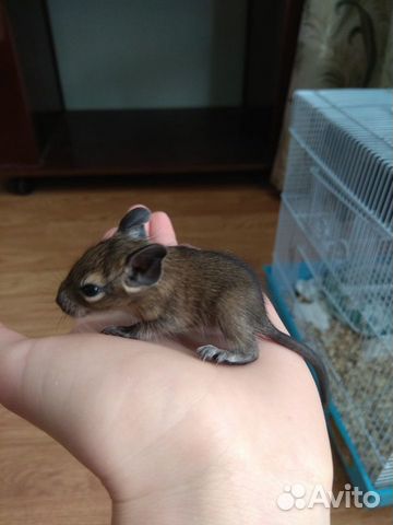 Бельчата Дегу