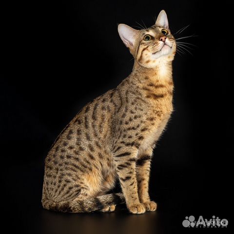 Продаётся котенок саванна