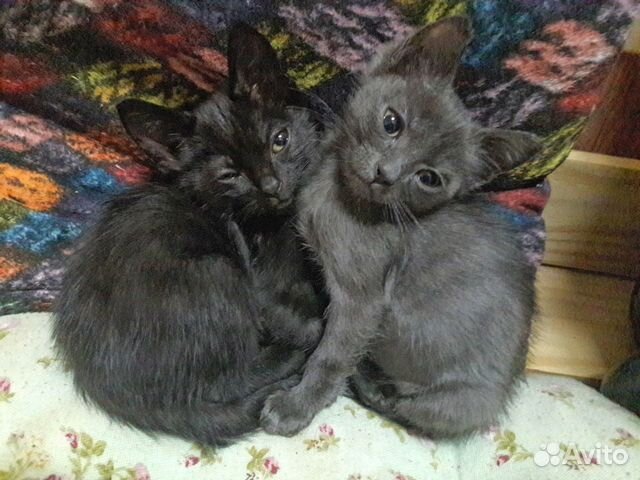 Волшебные котята