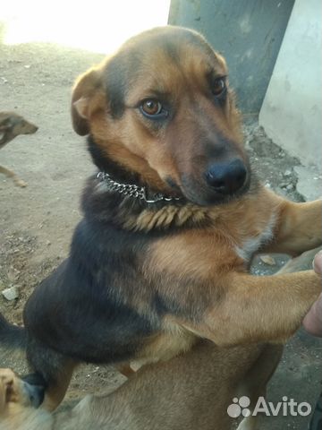 Отдам девочку метис немецкой овчарки