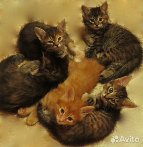 Милые пушистики