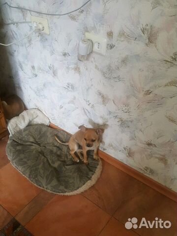 Щенок Чихуахуа.Мальчик