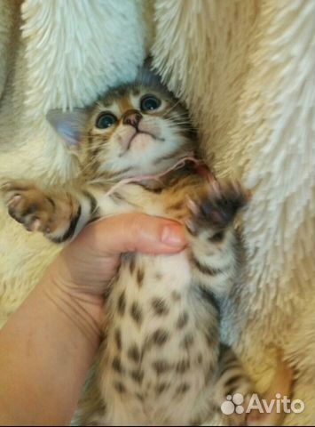 Малыши бенгальские