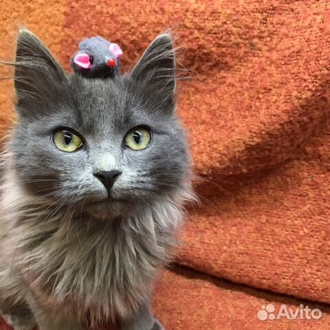 «Мышустик» - котёнок, примерно 3 месяца