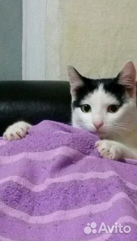 Пропал котик