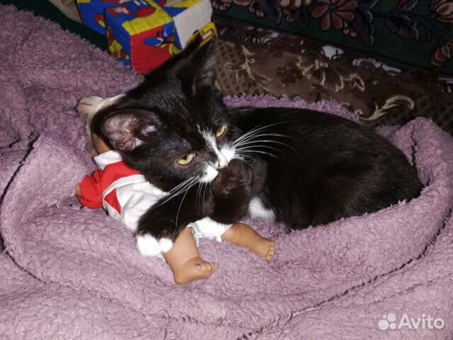 Чудесная кошка- малышка ищет дом