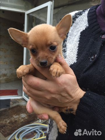 Продам щенков той-терьера