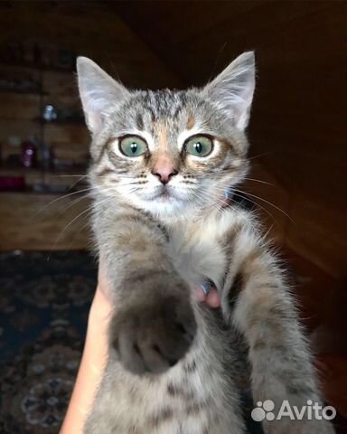 Котёнок
