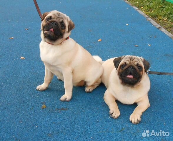 Очаровательные мопсики