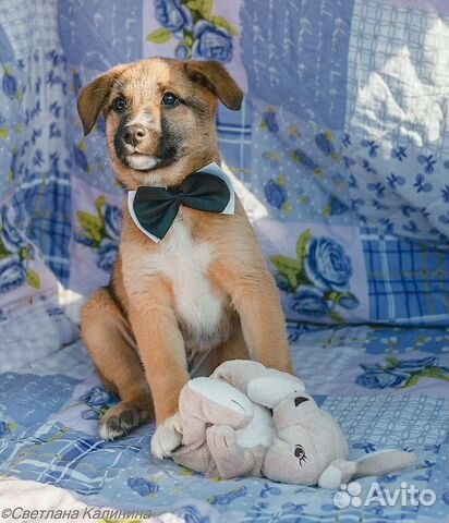 Щенки в дар