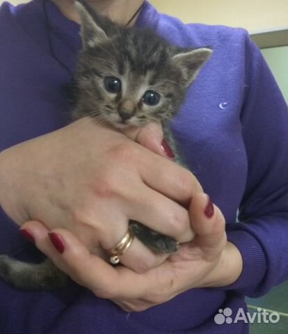 Котик приносящий счастье + шоколадка