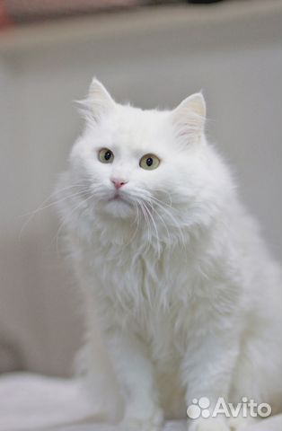 Белоснежный кот Беляшик ищет дом