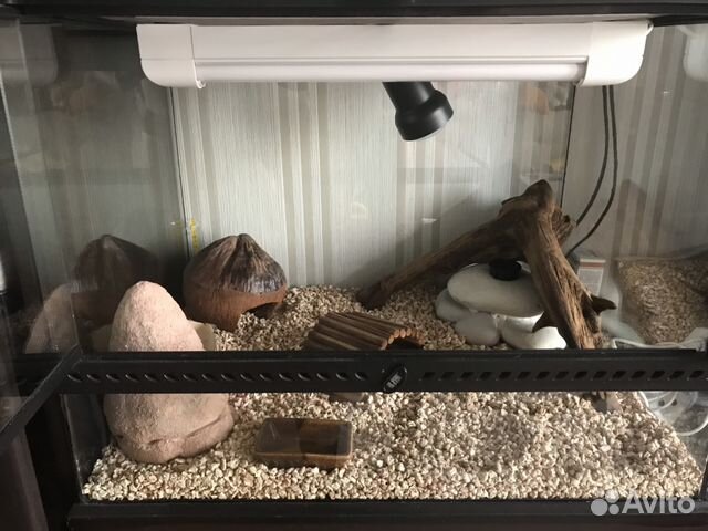 Террариум для бородатой агамы