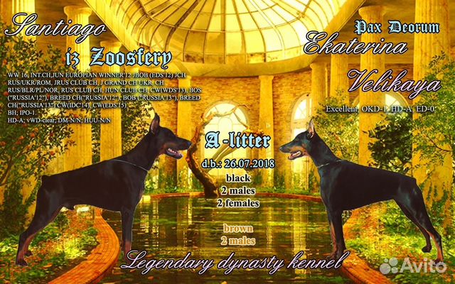 Щенки от Чемпиона Мира и Европы. Питомник