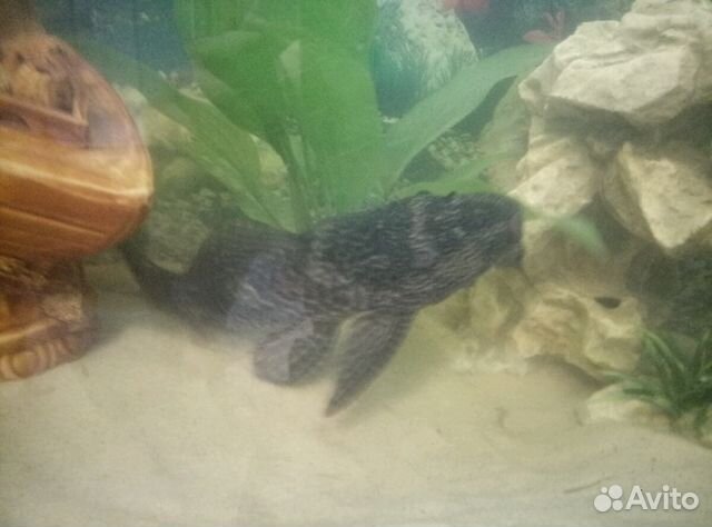 Сом порчевый