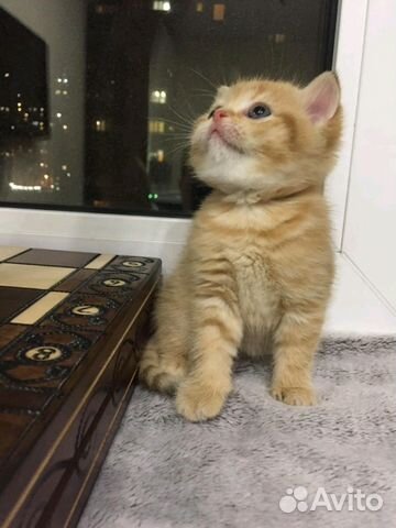 Котёнок девочка скоттиш-страйт