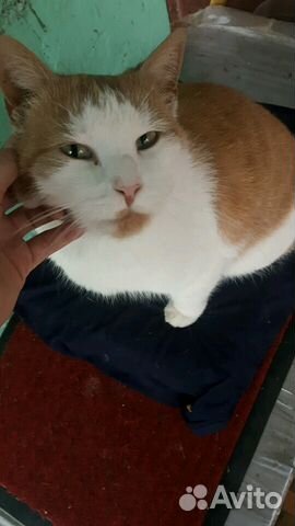Кот