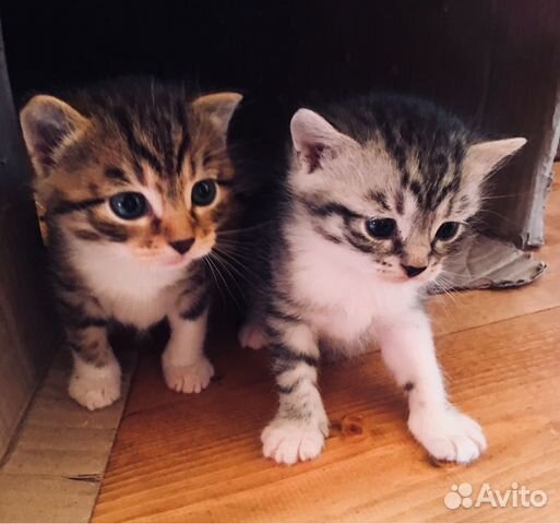Отдадим котят от красивой мамы-мышеловки