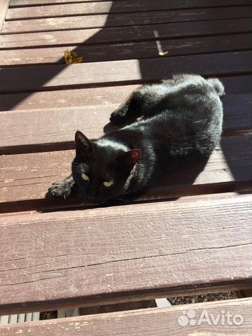 Котенок в дар