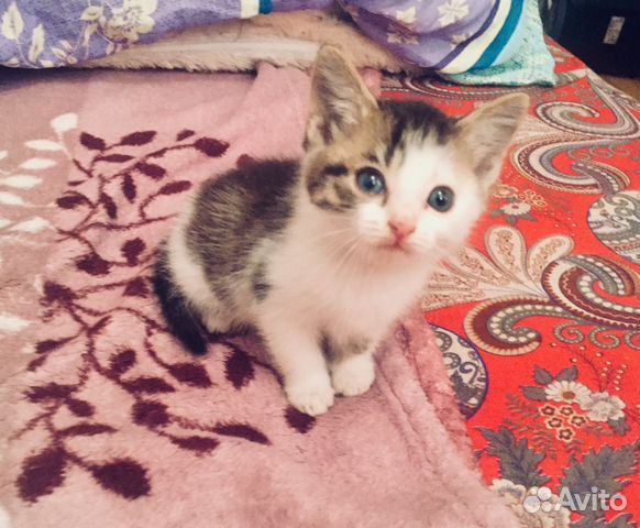 Котята в дар