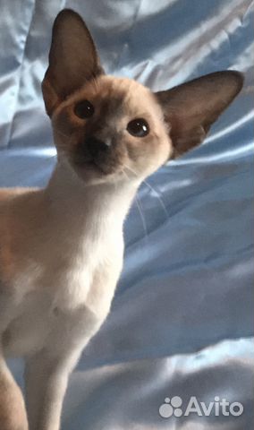 Очаровательная сиамская девочка