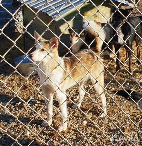 Мини лайка с Пункта временного содержания