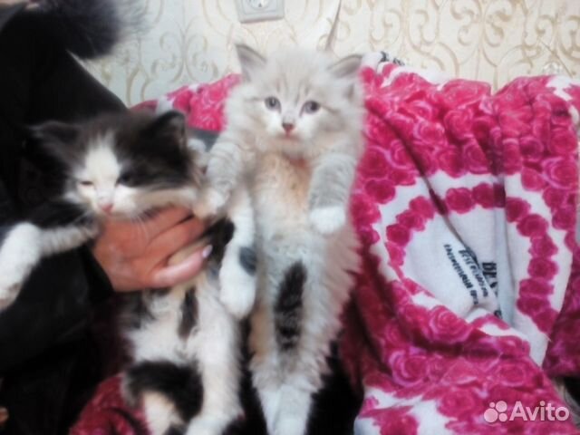 Котейки