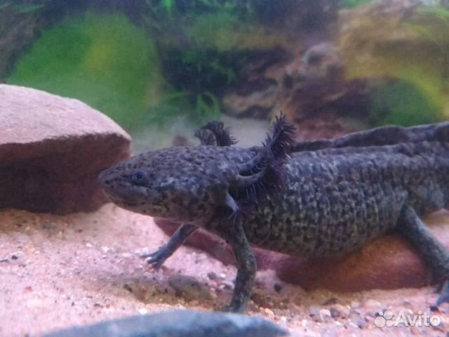 Аксолотль взрослый