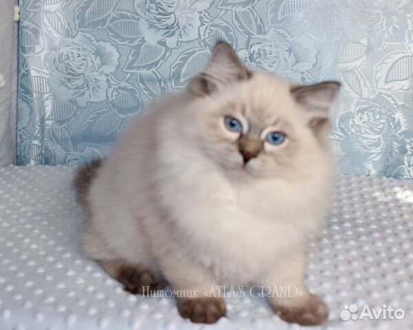 Невский котик окрас сил табби пойнт питомник