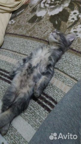 Продам котенка мэйн куна