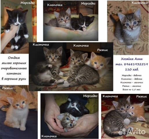 Очаровательные котятки